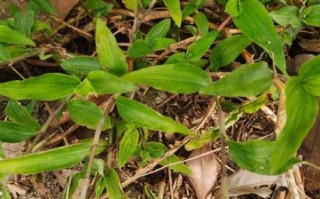 鸭趾草怎么养_鸭趾草有毒吗