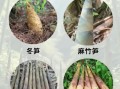 竹笋的种类有哪些_竹笋图片大全集