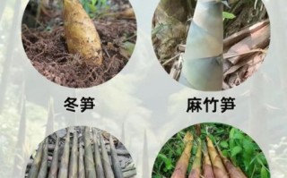 竹笋的种类有哪些_竹笋图片大全集
