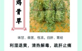 鸡骨草片的功效与作用_鸡骨草片适合什么人吃