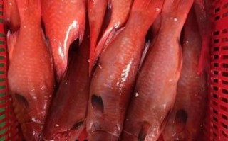 红星斑鱼图片_如何分辨真假红星斑