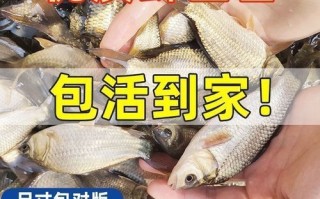 鲫鱼苗怎么挑选_鲫鱼苗价格多少钱一斤