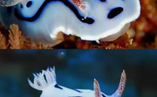 海蛞蝓怎么读_海蛞蝓是什么动物