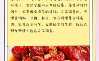 家养龙虾吃什么食物_龙虾饲料怎么选
