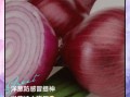 洋葱的功效与作用禁忌_生吃洋葱会上火吗