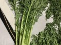 雪里蕻怎么腌制才脆爽_雪里蕻腌制多久可以吃