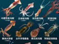 鱿鱼和乌贼的区别_章鱼是墨鱼吗