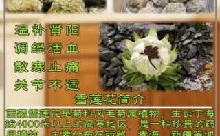 雪莲花的功效与作用_雪莲花的功效与作用图片