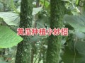节瓜怎么种_节瓜种植时间和方法