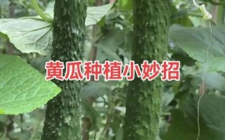 节瓜怎么种_节瓜种植时间和方法