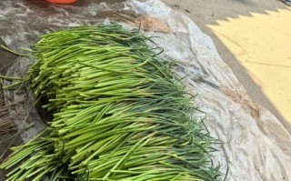 蒜薹价格走势_为什么蒜薹价格突然上涨