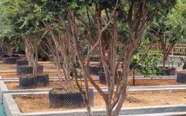 树葡萄长什么样_树葡萄和葡萄的区别