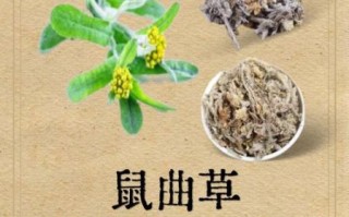 鼠曲草晒干怎么吃_鼠曲草干食用方法