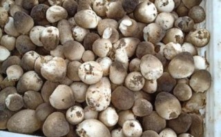 草菇图片大全大图_草菇高清图鉴怎么拍