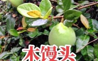 木馒头别名是什么_木馒头有哪些功效与作用