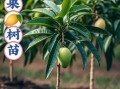 芒果树几年结果_芒果树北方能种吗