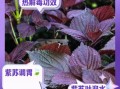 新鲜紫苏叶泡水喝的功效_紫苏叶泡水可以天天喝吗