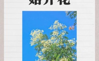 洋槐花几月开_洋槐花什么时候最香