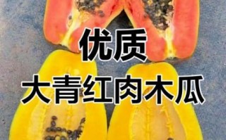 青木瓜和黄木瓜的区别_哪个更适合做木瓜牛奶