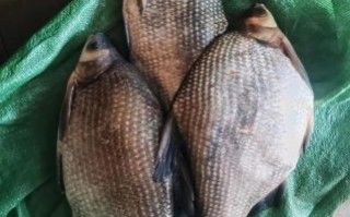 武昌鱼是海鱼还是淡水鱼_武昌鱼产地在哪里