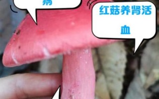 红菇的功效与作用_红菇怎么吃最好