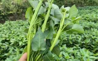 竹叶菜怎么种_竹叶菜和空心菜的区别