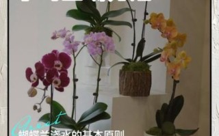 蝴蝶兰怎么养_蝴蝶兰多久浇一次水