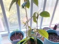 榴莲盆栽怎么养_榴莲盆栽图片大全