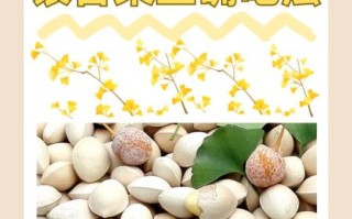 银杏果怎么吃最好_银杏果一天吃多少粒合适