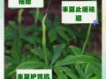 半夏的功效与作用有哪些_半夏的副作用与禁忌是什么