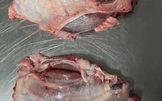 腱子肉是猪的哪个部位_腱子肉在猪身上哪里