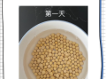 黄豆种子发芽过程图_几天能出苗