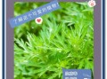 青蒿图片长什么样_青蒿的功效与作用有哪些