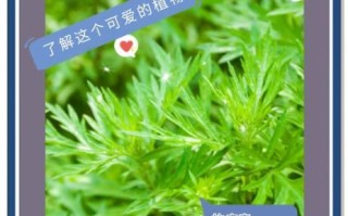 青蒿图片长什么样_青蒿的功效与作用有哪些