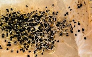 韭菜籽怎么种发芽快_韭菜籽几天能发芽