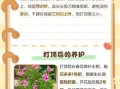 长春花怎么修剪_长春花修剪后多久开花