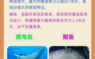 魔鬼鱼和鳐鱼的区别_如何一眼分辨