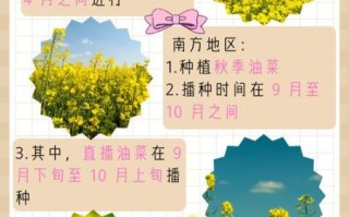 小油菜什么时候播种_小油菜种植技术与管理