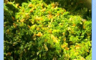 茴香苗素饺子怎么做好吃_茴香苗素饺子馅调法