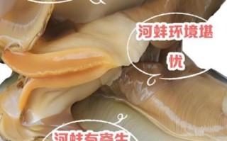 河蚌怎么煮不腥又软烂_河蚌去腥技巧