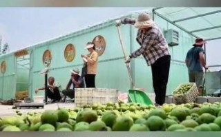 鲜核桃怎么吃图解_鲜核桃去青皮妙招