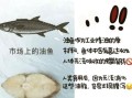 鳕鱼图片大全_鳕鱼怎么分辨真假