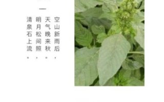 野苋菜的营养价值_野苋菜怎么吃最营养