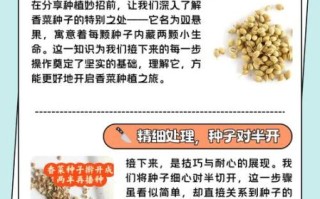 香菜怎么种_香菜种植步骤