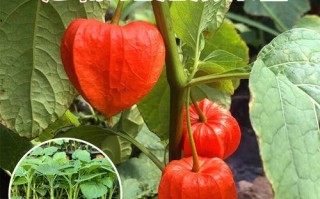 洋姑娘的学名是什么_洋姑娘和灯笼果区别