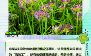 韭菜花的花苞要去吗_韭菜花苞要不要摘掉