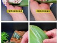 四角粽子怎么包_四角粽子包法视频教程