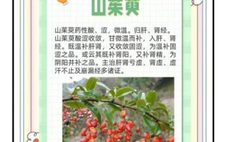 茱萸的功效与作用_茱萸怎么吃效果最好