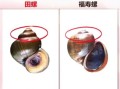 田螺哪里不能吃_田螺内脏怎么分辨