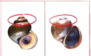 田螺哪里不能吃_田螺内脏怎么分辨